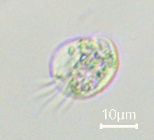 Genus Aspidisca · iNaturalist