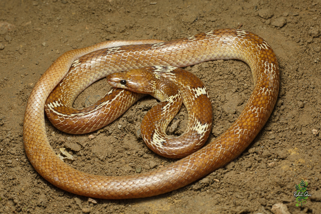 Indian Wolf Snake from Darsing Dahathum, Nepal on February 27, 2023 at ...