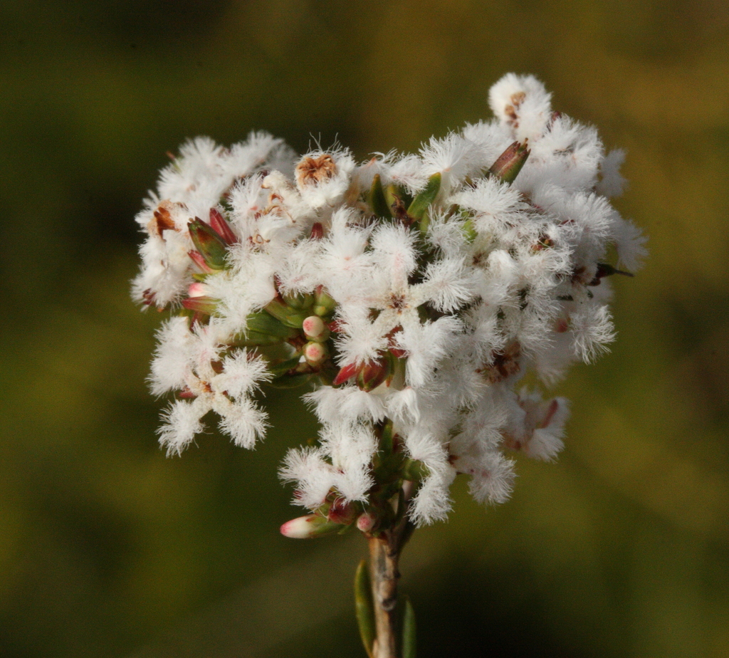 Leucopogon stenophyllus from Jurien Bay WA 6516, Australia on June 13 ...
