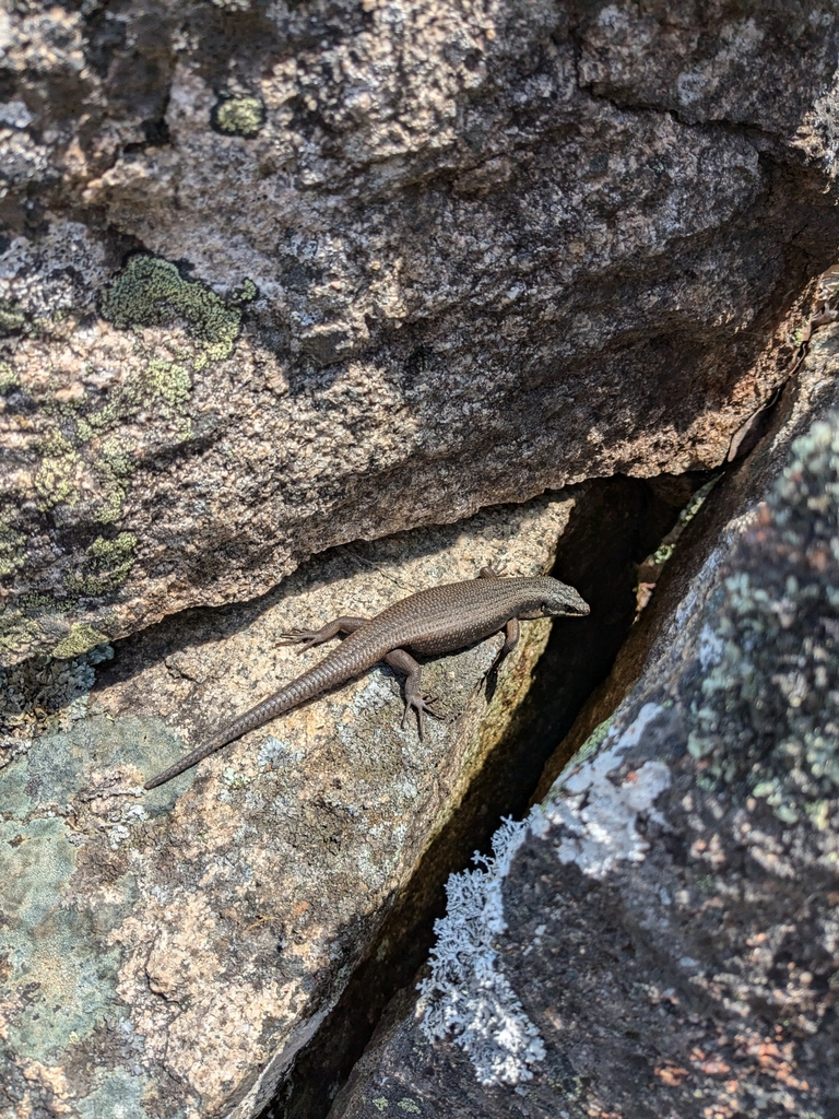 Black Rock Skink from Batlow NSW 2730, Australia on October 19, 2024 at ...
