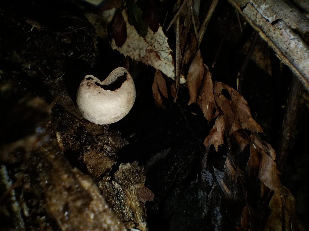 Lycoperdon subincarnatum from Somersby NSW 2250, Australia on October 1 ...