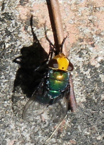 Yellow-Headed Snail Parasitic Blowfly from Smiths Lake NSW 2428 ...