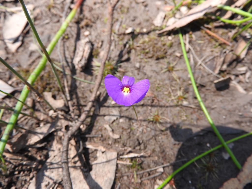 plants from Flint WA 6302, Australia on October 18, 2024 at 12:20 PM by ...