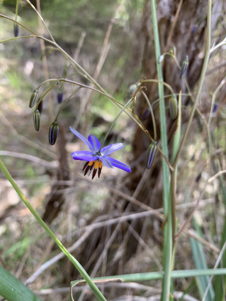 flax-lilies from Langwarrin Flora & Fauna Reserve, Langwarrin, VIC, AU ...