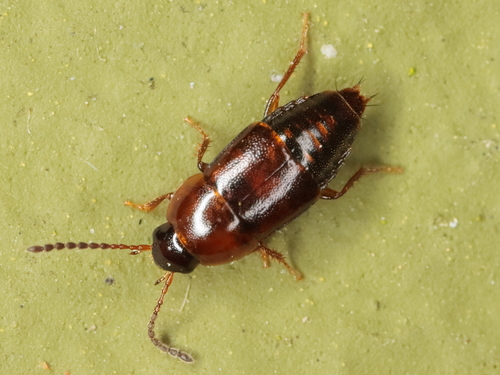 Bark Crab-like Rove Beetle (Tachinus corticinus) wildspecies.ca