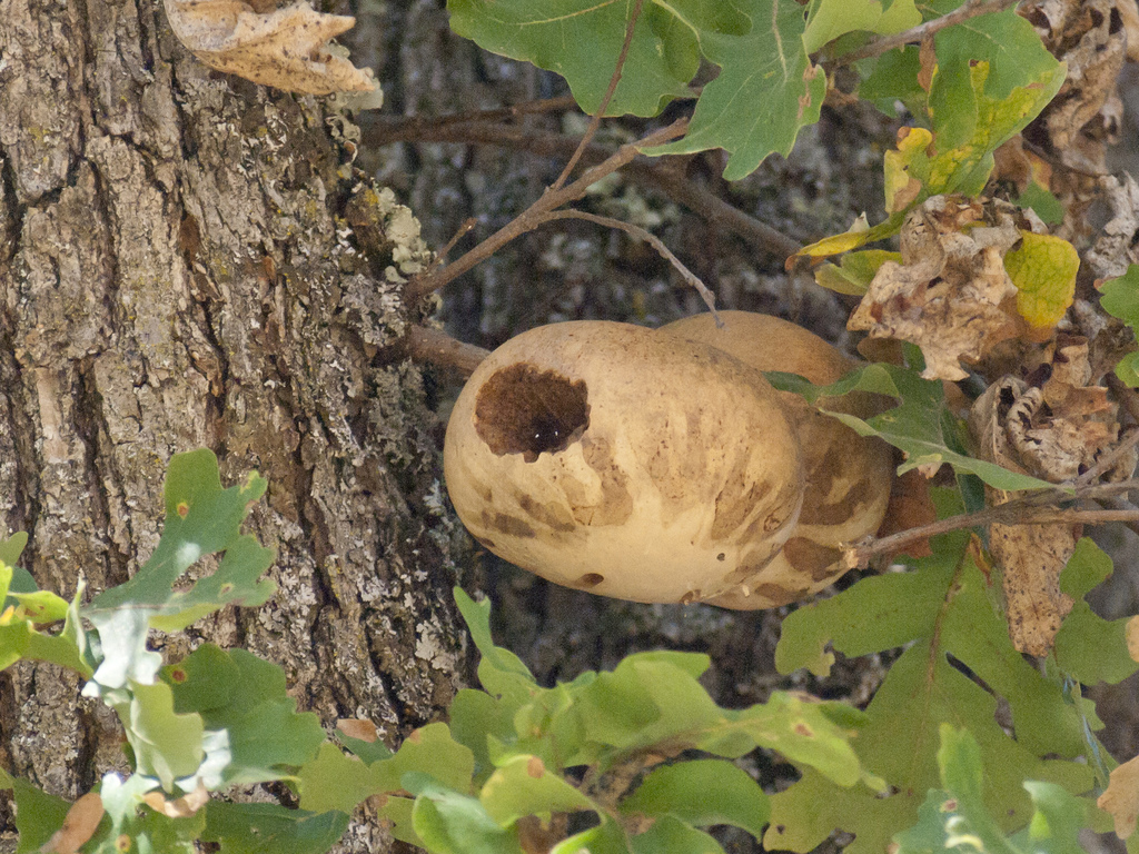 Insects from Rocklin, CA, USA on September 14, 2024 at 12:33 PM by Nick ...