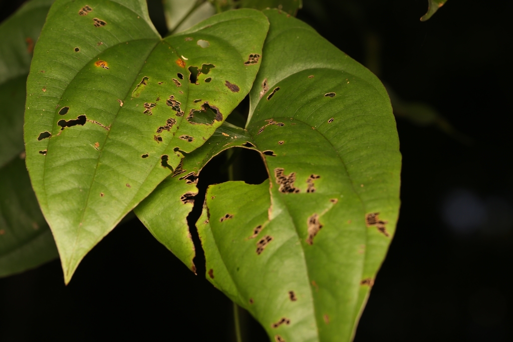 Common Yam Vine from Currumbin Valley QLD 4223, Australia on October 19, 2024 at 03:02 PM by ...