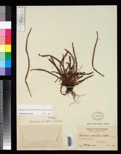 Acrosorus triangularis · iNaturalist