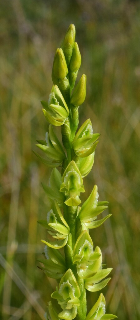 Tall Leek Orchid in September 2024 by Mike and Cathy Beamish · iNaturalist