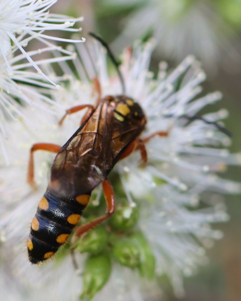 Ants, Bees, Wasps, and Sawflies from Sydney NSW, Australia on October ...