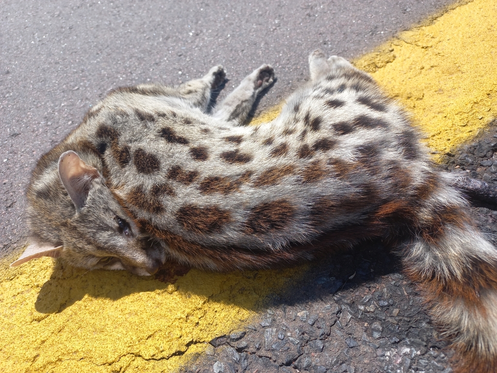 Rusty-spotted Genet from Lephalale Local Municipality, South Africa on ...