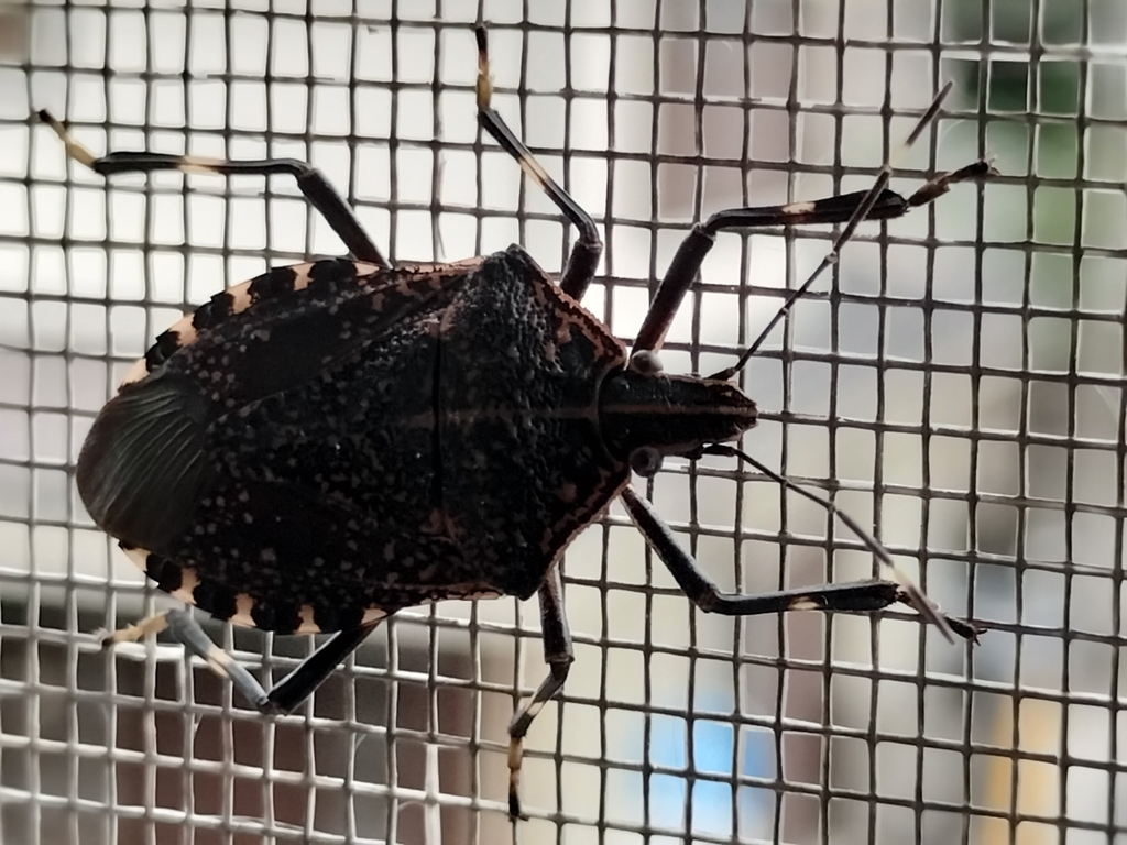 Yellow-spotted Stink Bug from 146-0085, Japan on October 19, 2024 at 03 ...