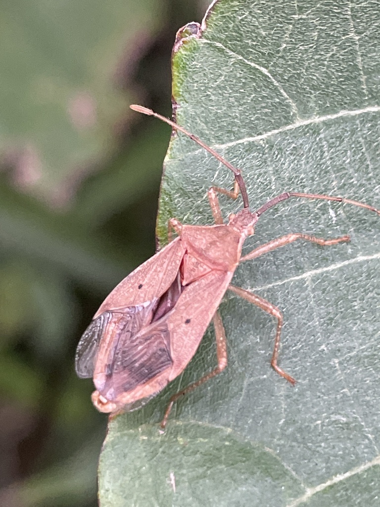 Homoeocerus unipunctatus from Honshu, Yokohama, Kanagawa, JP on October ...