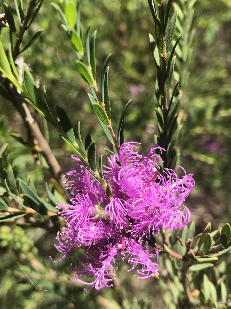 thyme honey-myrtle from Brindabella Cct, Thornlands, QLD, AU on October ...