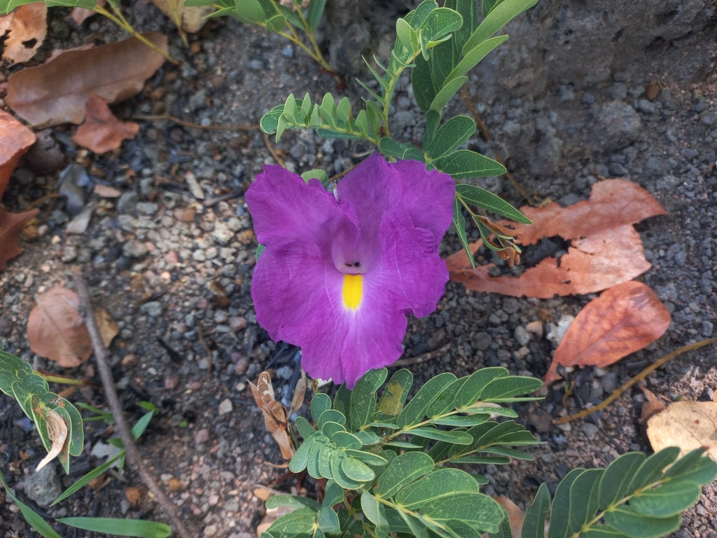 Natal ginger from Ikelenge, Zambia on October 5, 2024 at 11:07 AM by ...