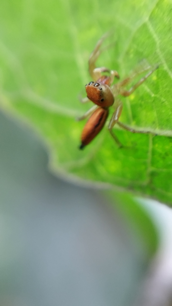 Lami Beach Northern Jumping Spider from J5MM+P3J, Naga, 4400 Camarines ...