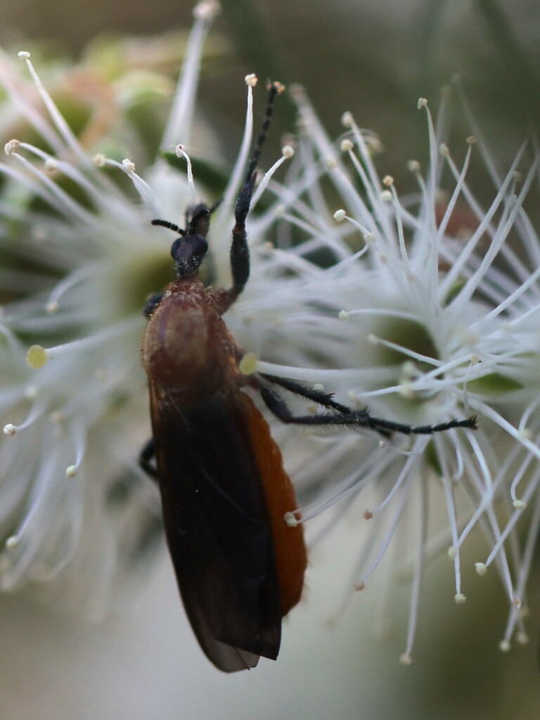 Australian garden maggot from Sydney NSW, Australia on October 18, 2024 ...