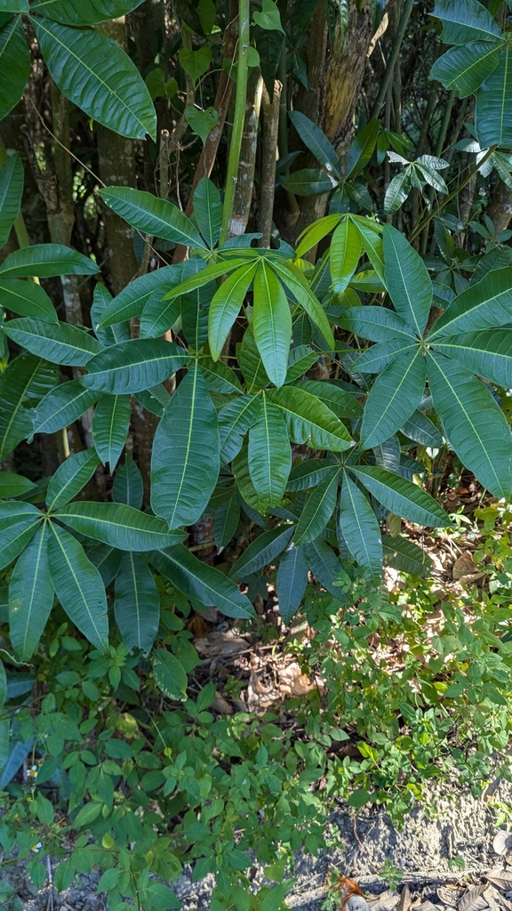 saba nut tree from 544台灣南投縣國姓鄉XVFP+23 on October 19, 2024 at 08:59 AM ...