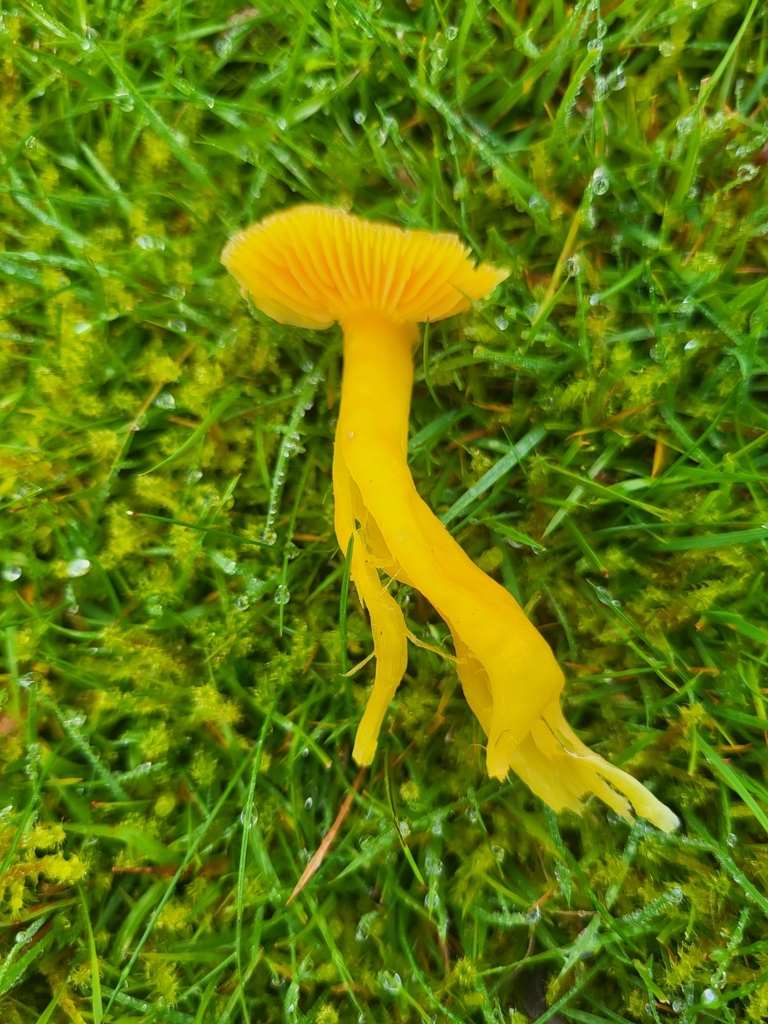 Oily Waxcap from Newton Abbot TQ13 9XX, UK on October 18, 2024 at 10:37 ...