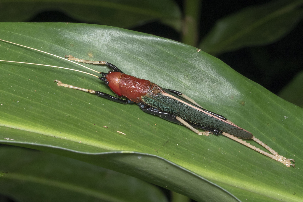 Macroxiphus sumatranus from FRIM, Kuala Lumpur, Malaysia on February 23 ...