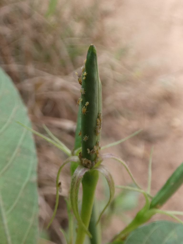 Aphis from Vientiane, Laos on October 19, 2024 at 11:35 AM by Louis ...