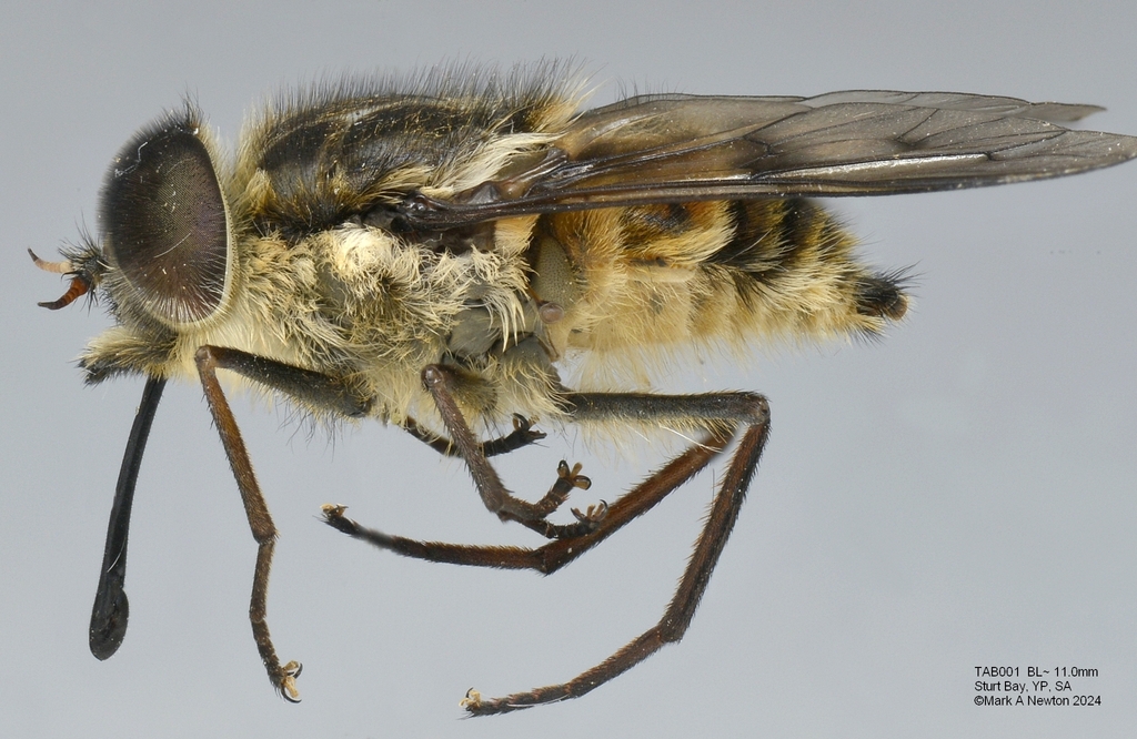 Bush Flies from Sturt Bay - Bush Campground, Sturt Bay Rd, Warooka SA ...