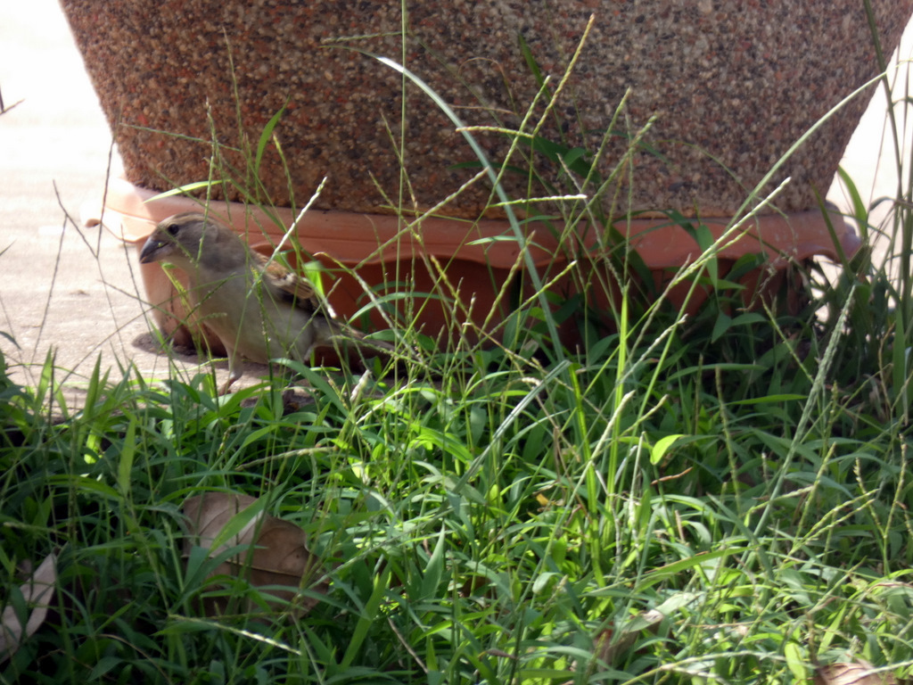 House Sparrow from Vientiane, Laos on October 19, 2024 at 12:48 PM by ...