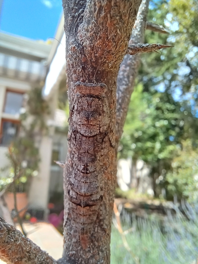 Tarachodes from Claremont, Cape Town, 7735, South Africa on October 19 ...