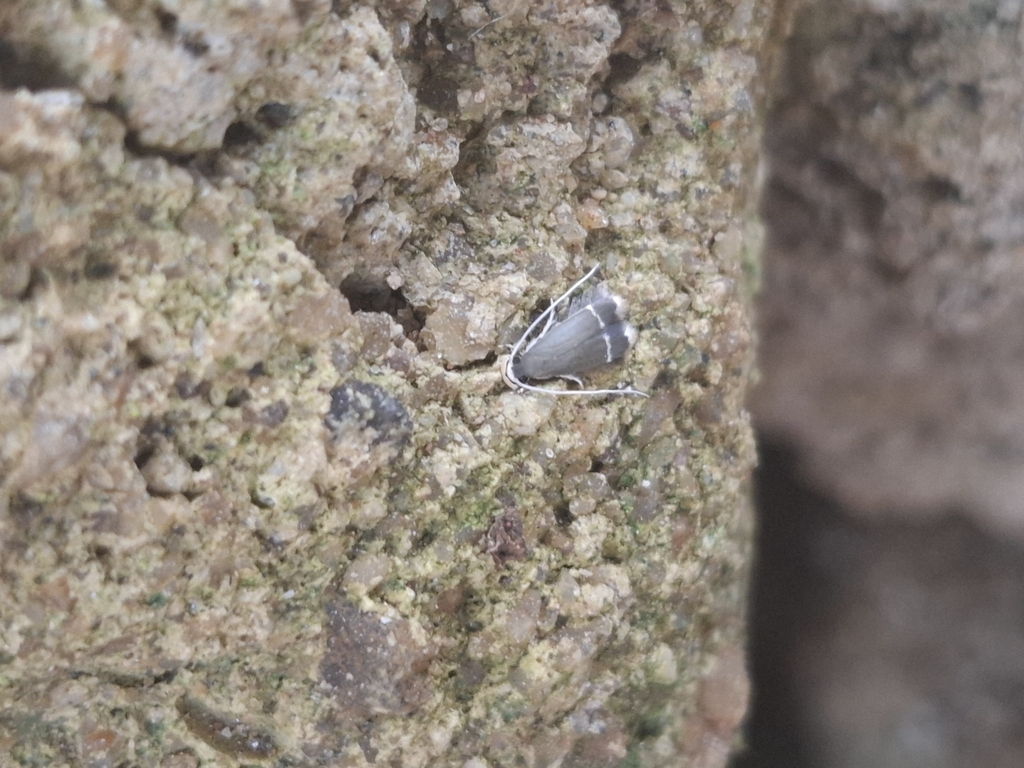 Phaeoses from Matara Expressway Bus Stand, Matara, Sri Lanka on October ...