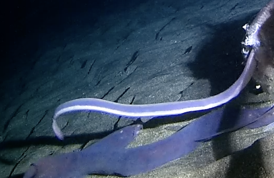 Blueband Hagfish on October 16, 2024 at 09:46 PM by jgrimshaw. 700m ...