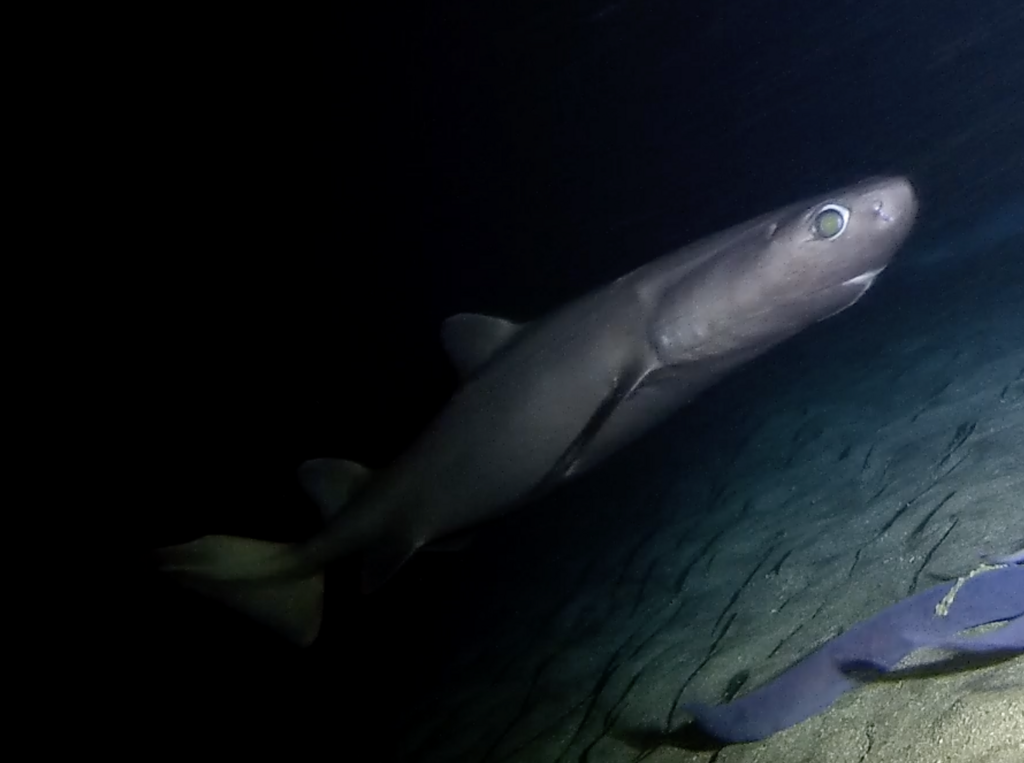 Kitefin Shark in October 2024 by jgrimshaw. 700m water depth · iNaturalist