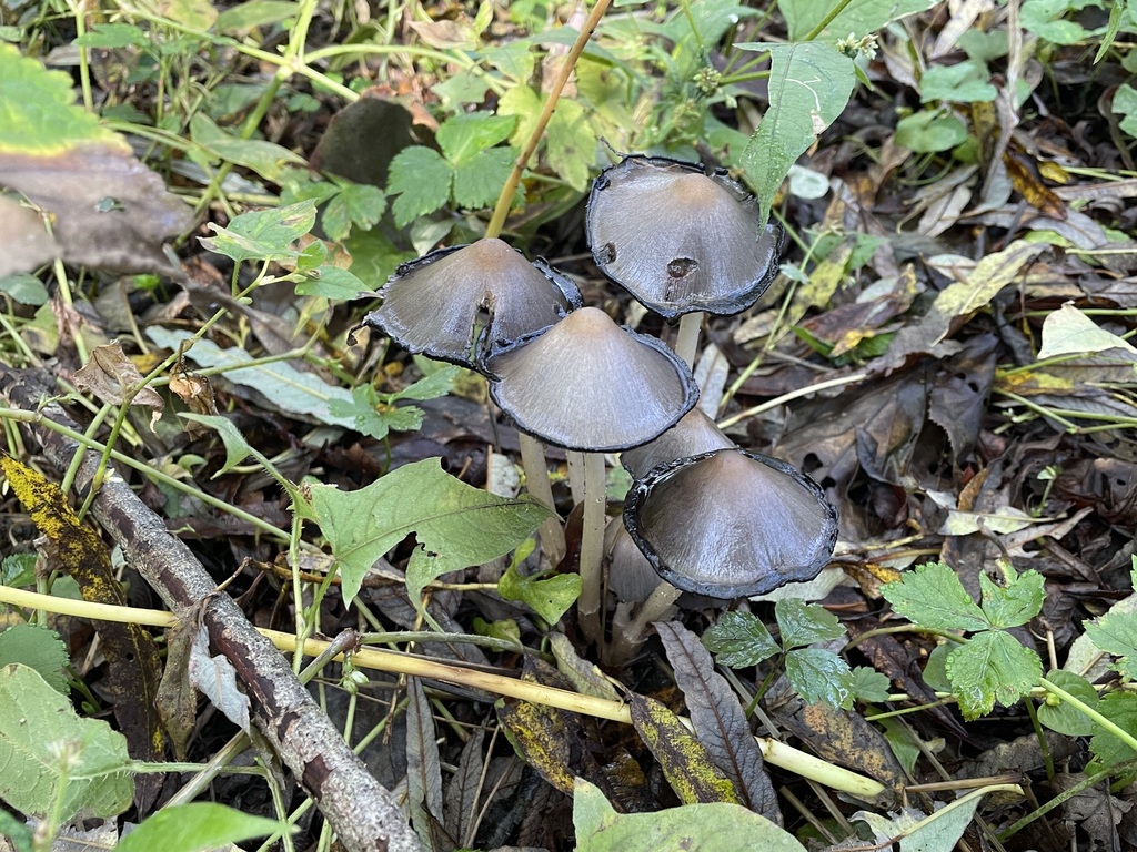 Common Ink Cap from Kuril'skiy rayon, Sakhalin, Russia on October 6 ...