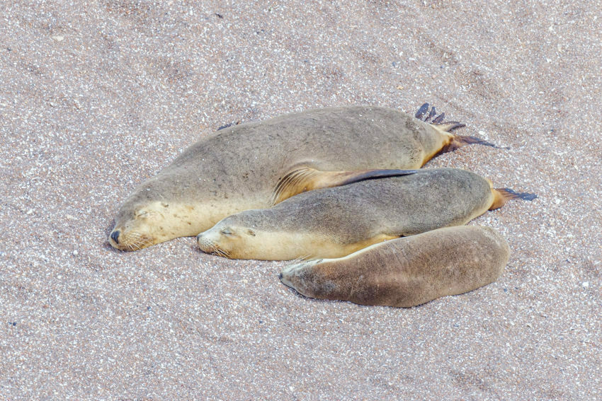 Australian Sea Lion in October 2024 by Stephen Davies. Australian Sea ...
