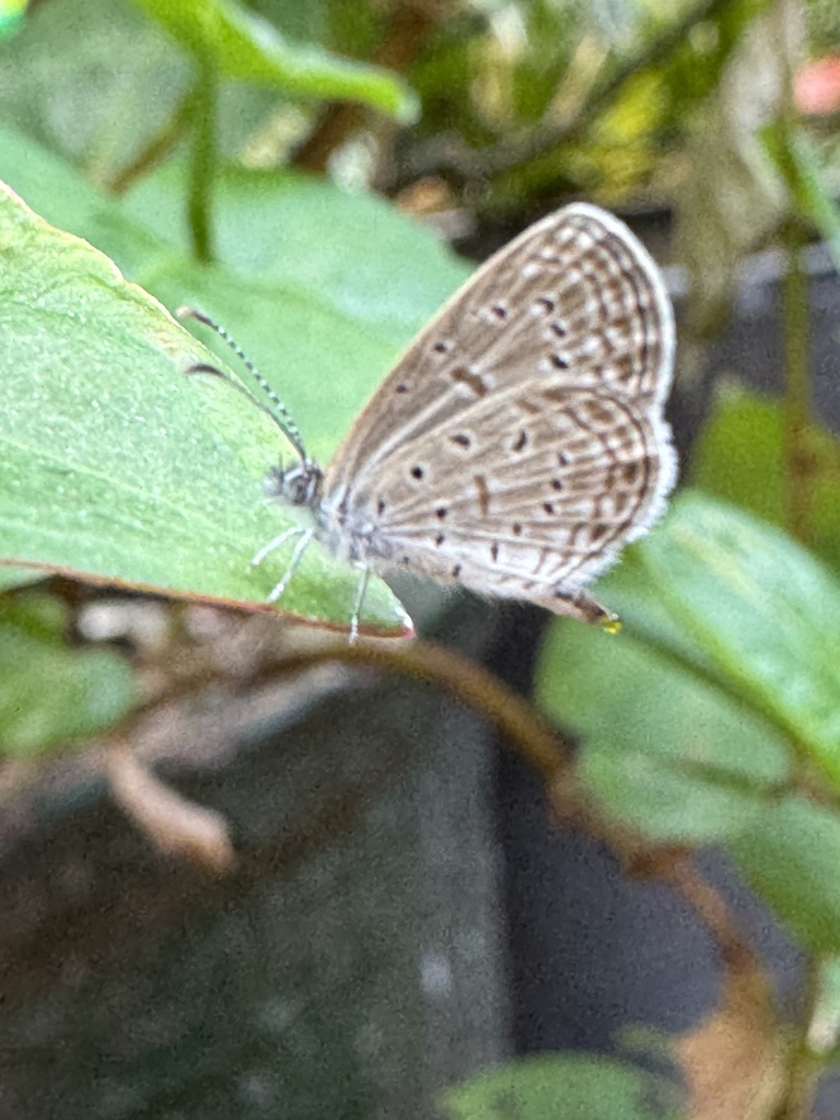Tiny Grass Blue from 朗屏邨, 元朗, 新界, HK on October 19, 2024 at 01:45 PM by ...