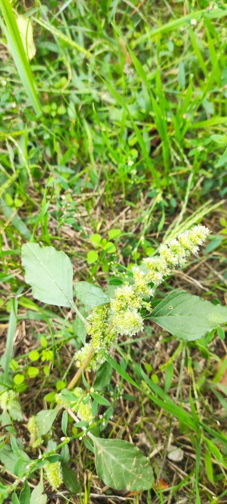 Redroot Amaranth from Budapest, Virányos, Magyarország on September 27 ...