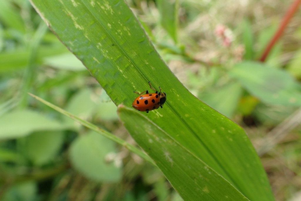 Thirteen-spotted Lady Beetle in June 2015 by hakkahamushi · iNaturalist