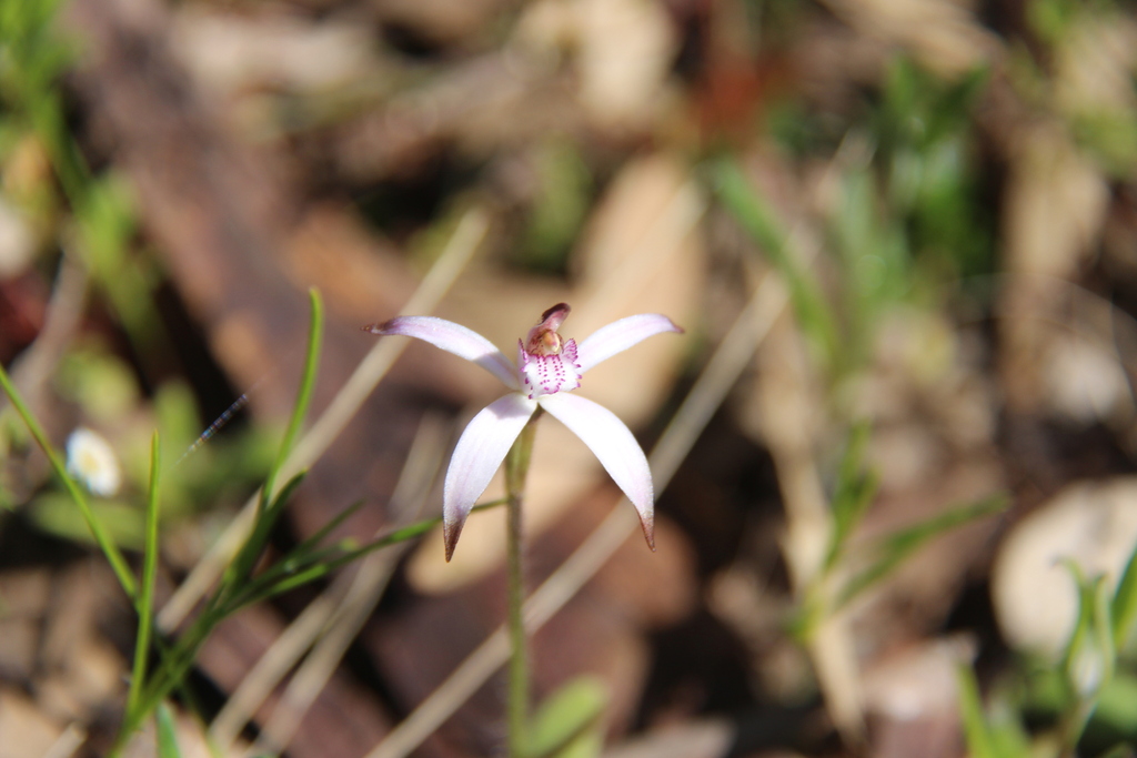Candy orchid from Dryandra WA 6311, Australia on September 12, 2024 at ...