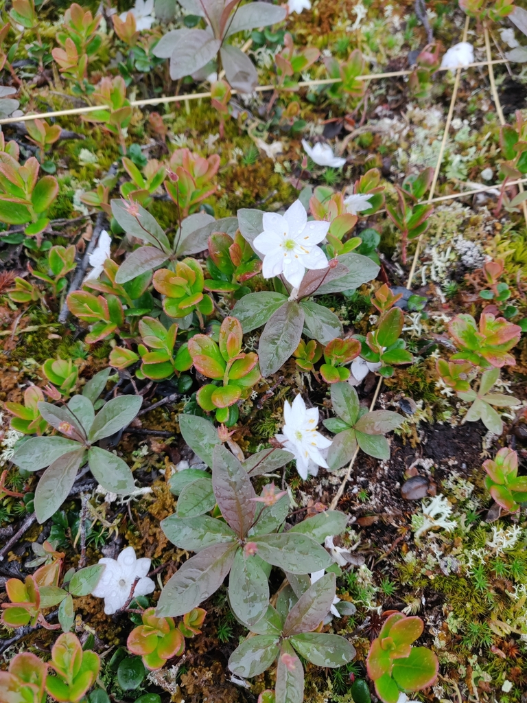 Arctic Starflower from Kiruna, SE-NB, SE on June 19, 2024 at 09:41 AM ...