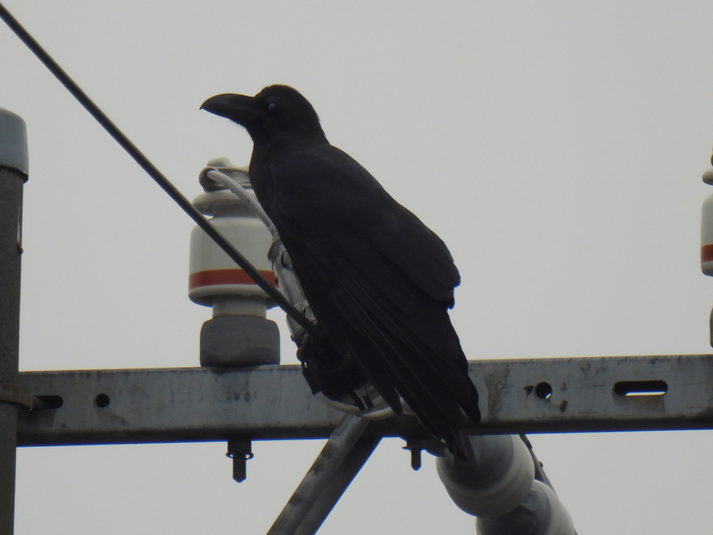 Large-billed Crow from Takatsu Ward, Kawasaki, Kanagawa, Japan on ...