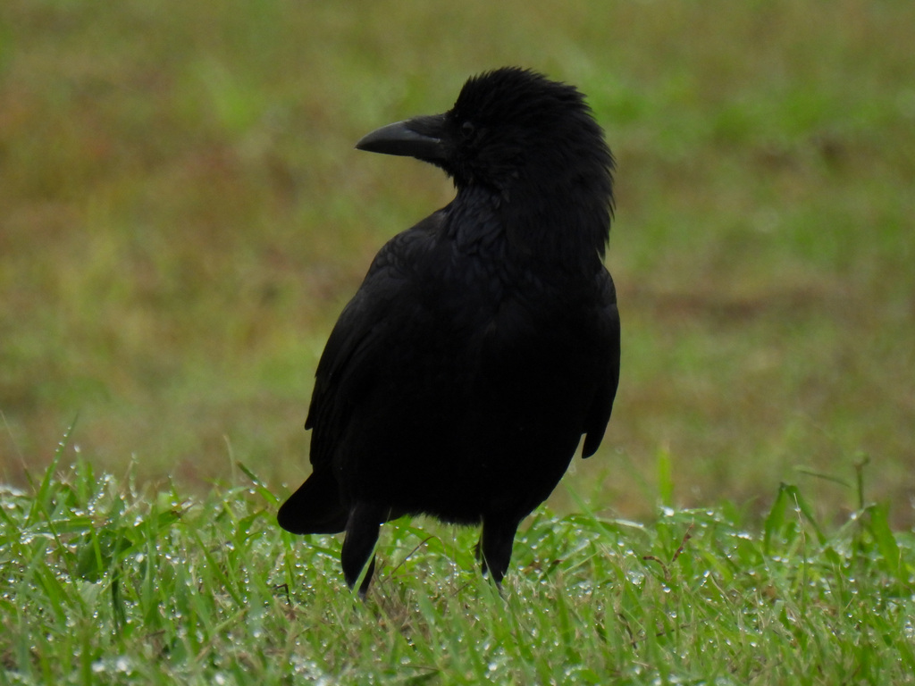 Large-billed Crow from Takatsu Ward, Kawasaki, Kanagawa, Japan on ...