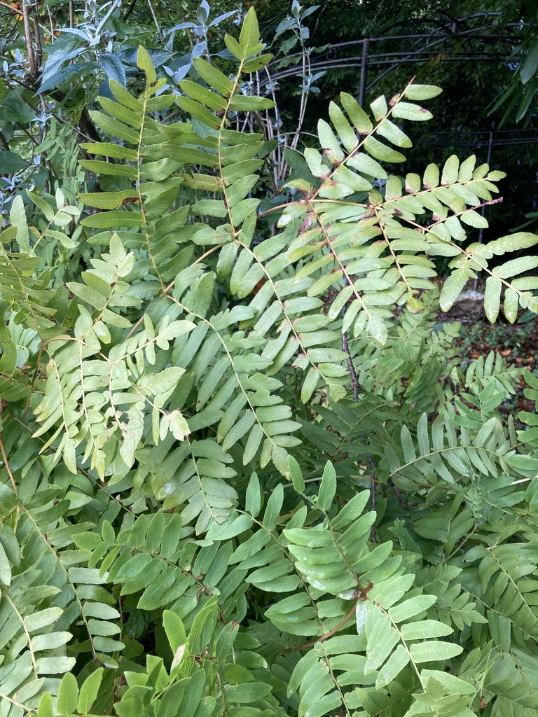 European royal fern from Dartmoor Zoological Society, Plymouth, England ...