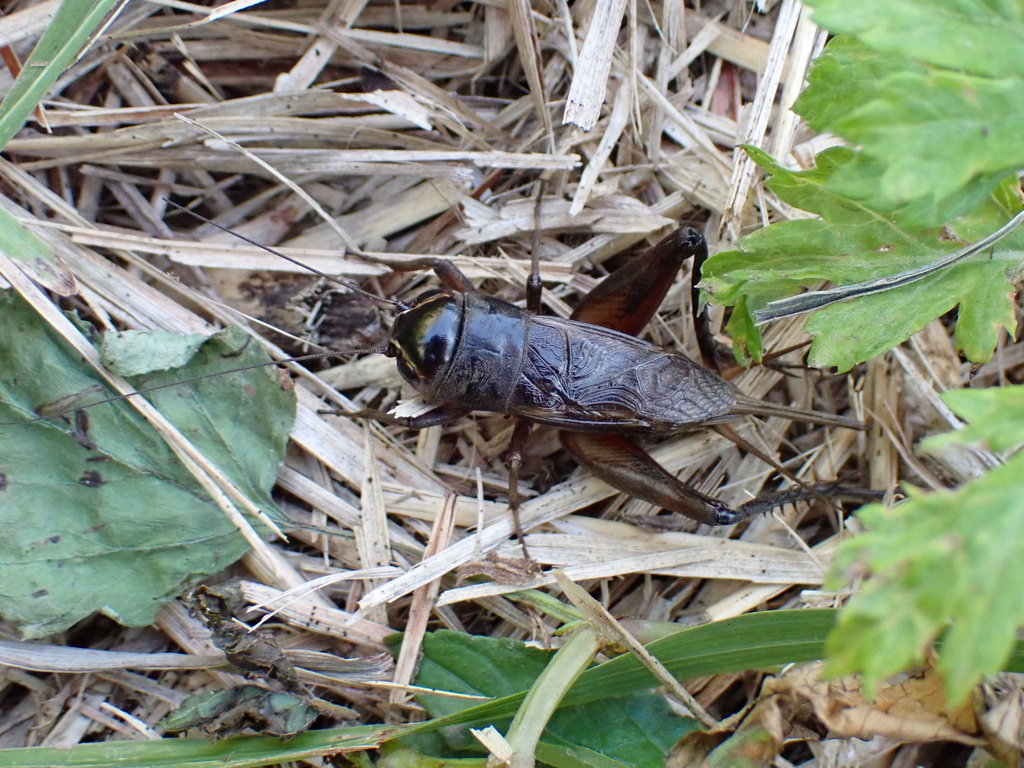 Emma Field Cricket from 本州, 高槻市, 大阪府, JP on October 13, 2024 at 03:58 ...