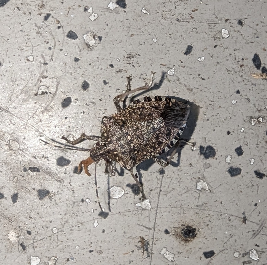 Brown Marmorated Stink Bug from 38102 Braunschweig, Germany on October ...