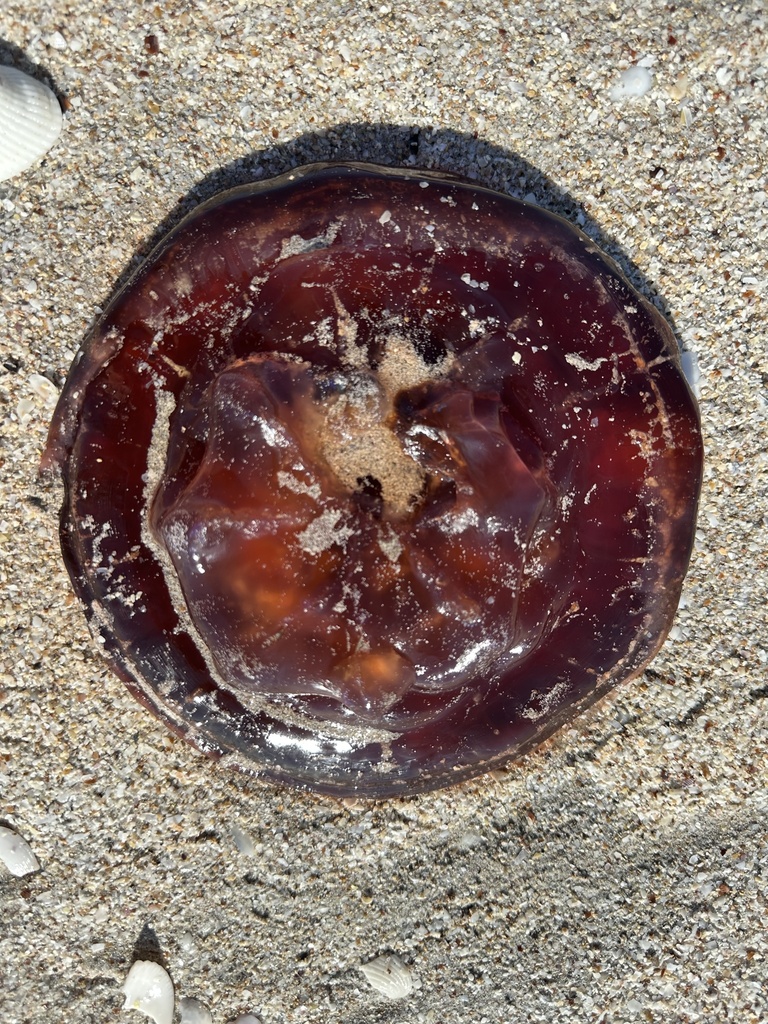 Sea Tomato from Eighty Mile Beach, Eighty Mile Beach, WA, AU on October ...