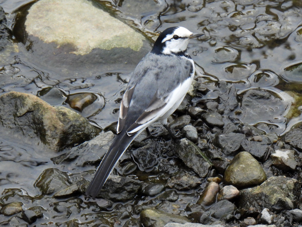Black-backed Wagtail from Aoba Ward, Yokohama, Kanagawa, Japan on ...