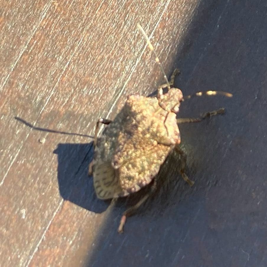 Brown Marmorated Stink Bug from Akita International University on ...