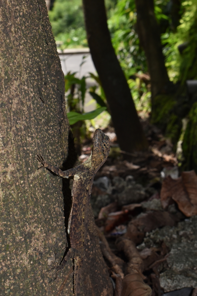 Philippine Flying Dragon from Taytay, 1920 Rizal, Philippines on ...