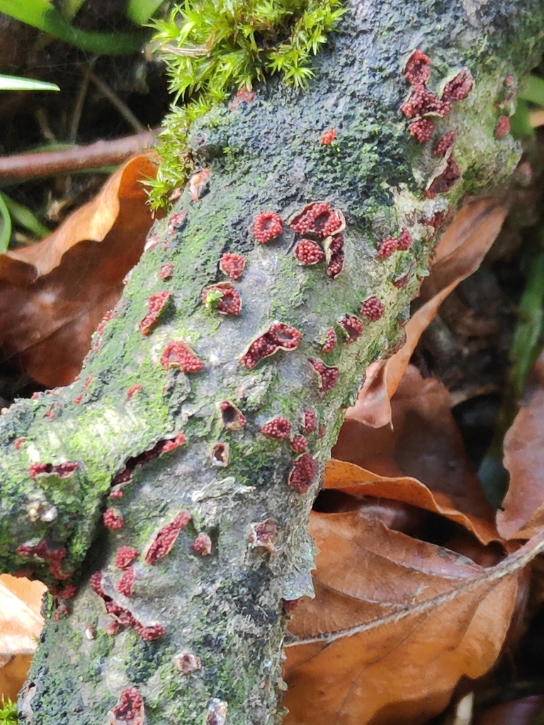 Something from Abermeurig, Lampeter SA48 8PP, UK on October 19, 2024 at ...