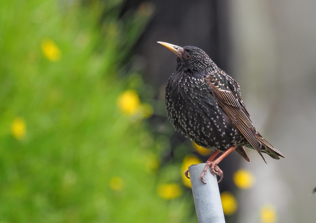 Faroe Starling (Sturnus vulgaris faroensis) - Avian Discovery