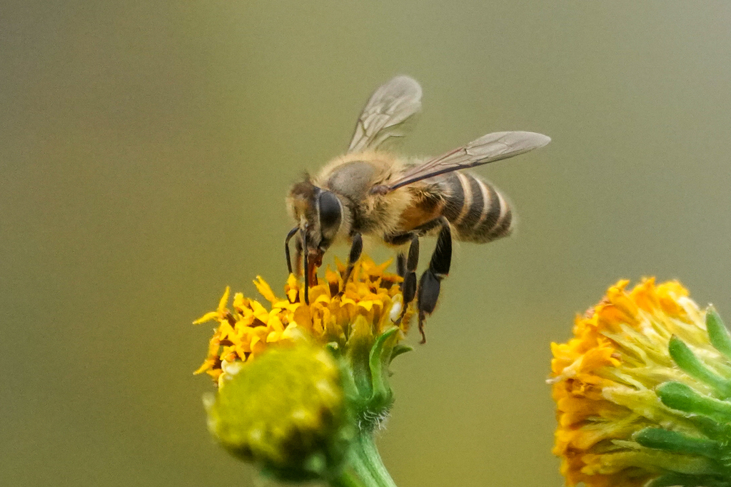 Japanese Honey Bee from 多摩市関戸多摩川 on October 19, 2024 at 02:07 PM by ...